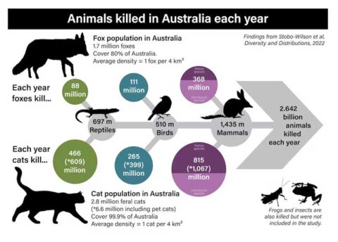 European red foxes | National Feral Cat and Fox Management Coordination