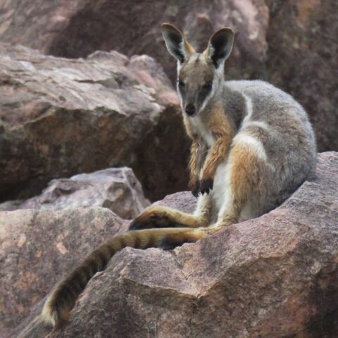 Humane fox control in Australia | National Feral Cat and Fox Management ...