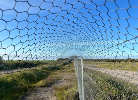 Feral cat and fox management tool: Predator-proof fencing | National ...