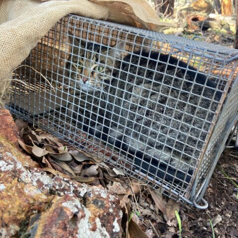 Feral cats | National Feral Cat and Fox Management Coordination