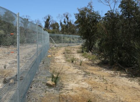 Feral cat and fox management tool: Predator-proof fencing | National ...