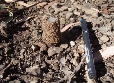 Fox management tool: Baiting | National Feral Cat and Fox Management ...