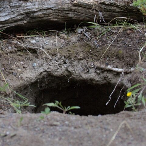 Fox tool: Den fumigation | National Feral Cat and Fox Management ...