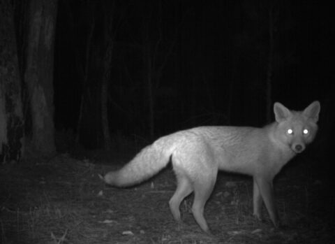 Fox management tool: Shooting | National Feral Cat and Fox Management ...