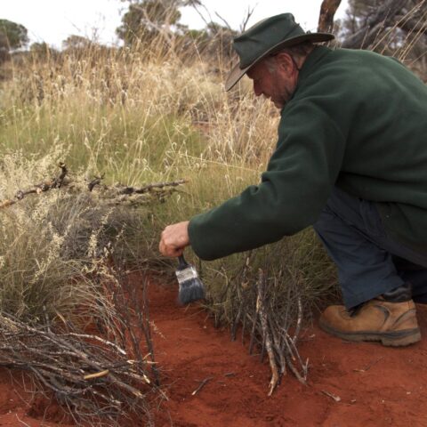 Feral cats | National Feral Cat and Fox Management Coordination