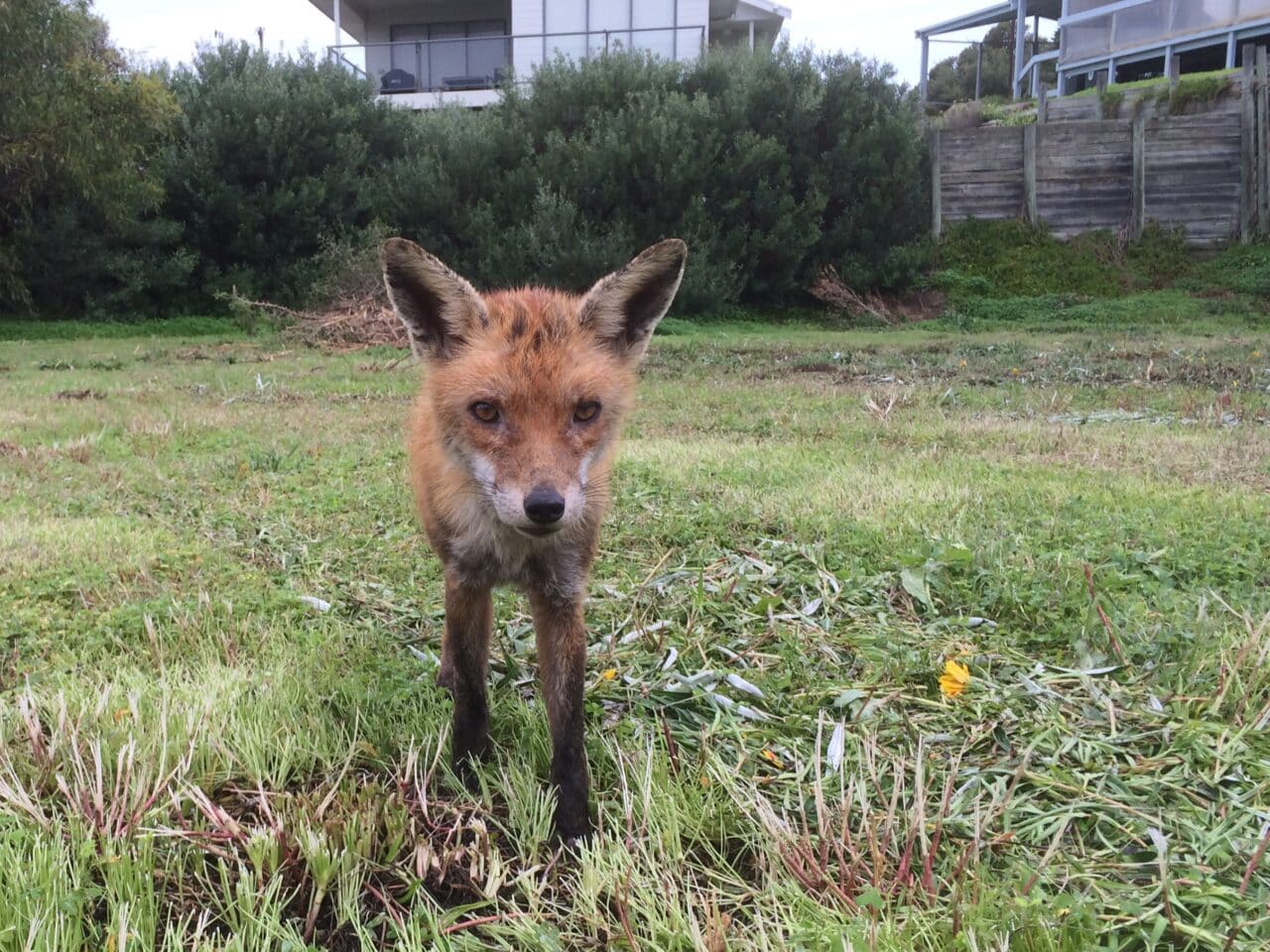Fox tool: Den fumigation | National Feral Cat and Fox Management ...