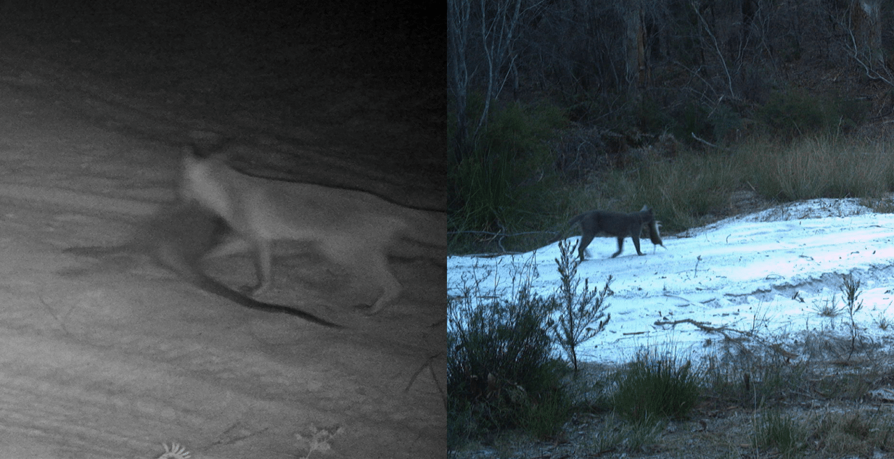 Minjerribah / North Stradbroke Island Fox and Cat Control Project ...