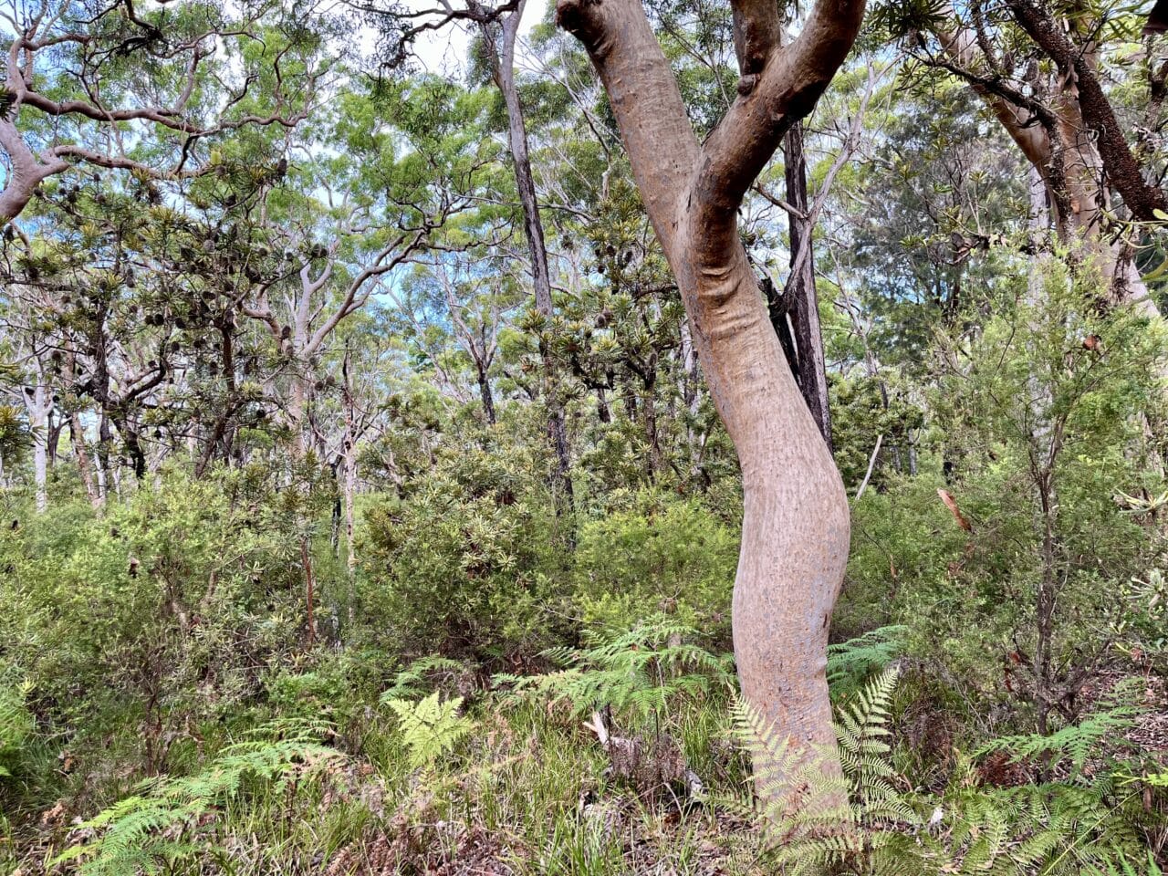 Minjerribah / North Stradbroke Island Fox and Cat Control Project ...