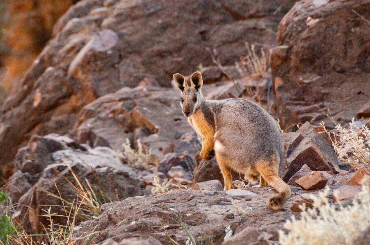 Bounceback – landscape scale invasive predator control in the Flinders ...